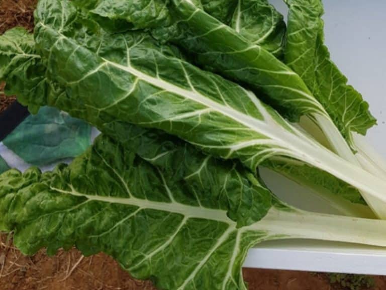 FORDHOOK GIANT OPEN POLLINATED SWISS CHARD | Sakata
