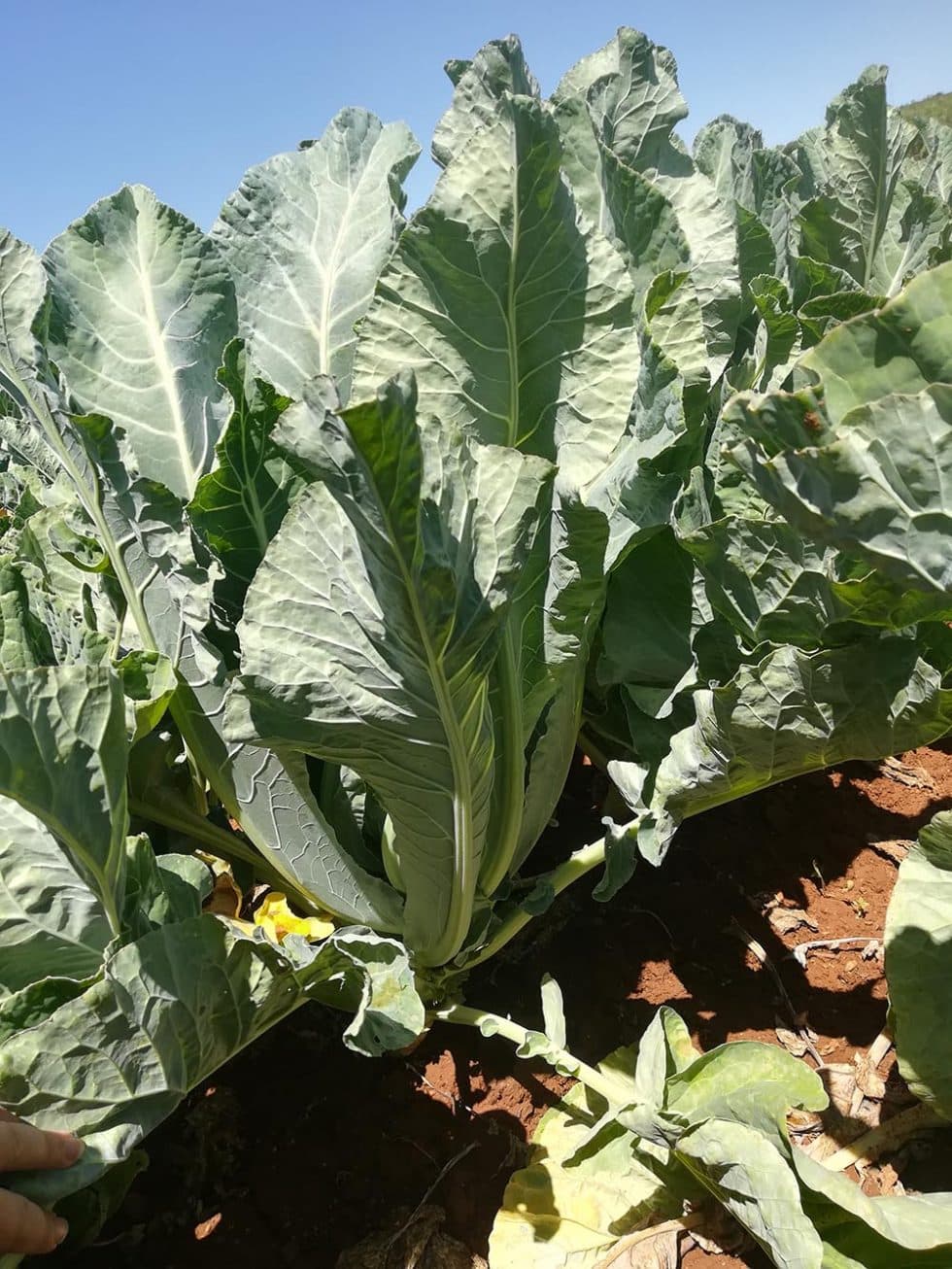 Merton– has shown its strength once again | Sakata