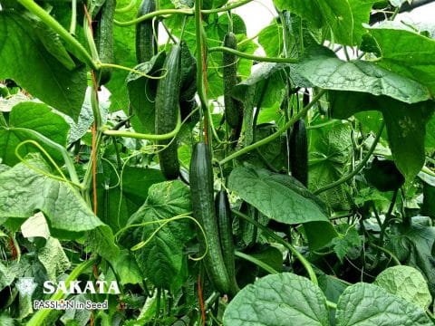 Invictus Cucumbers | Sakata