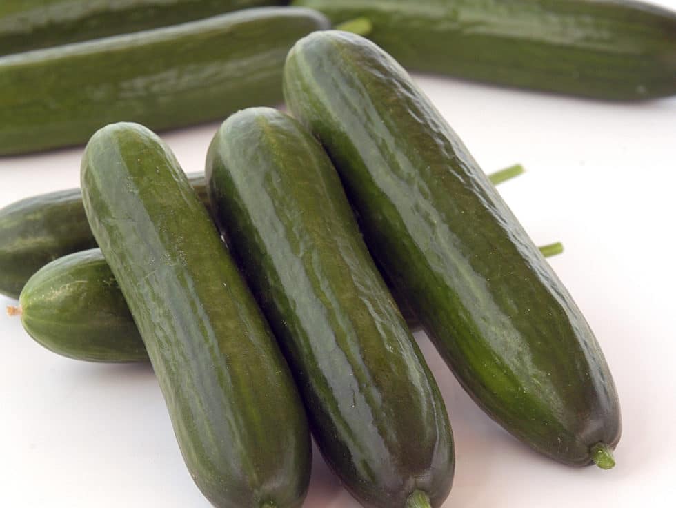 Cucumber | Sakata