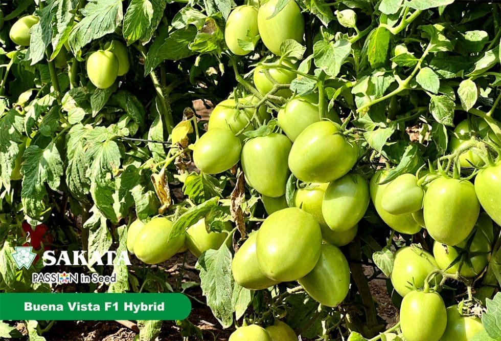 SAKATA AT FAIR PLANET ETHIOPIA OPEN DAY | Sakata