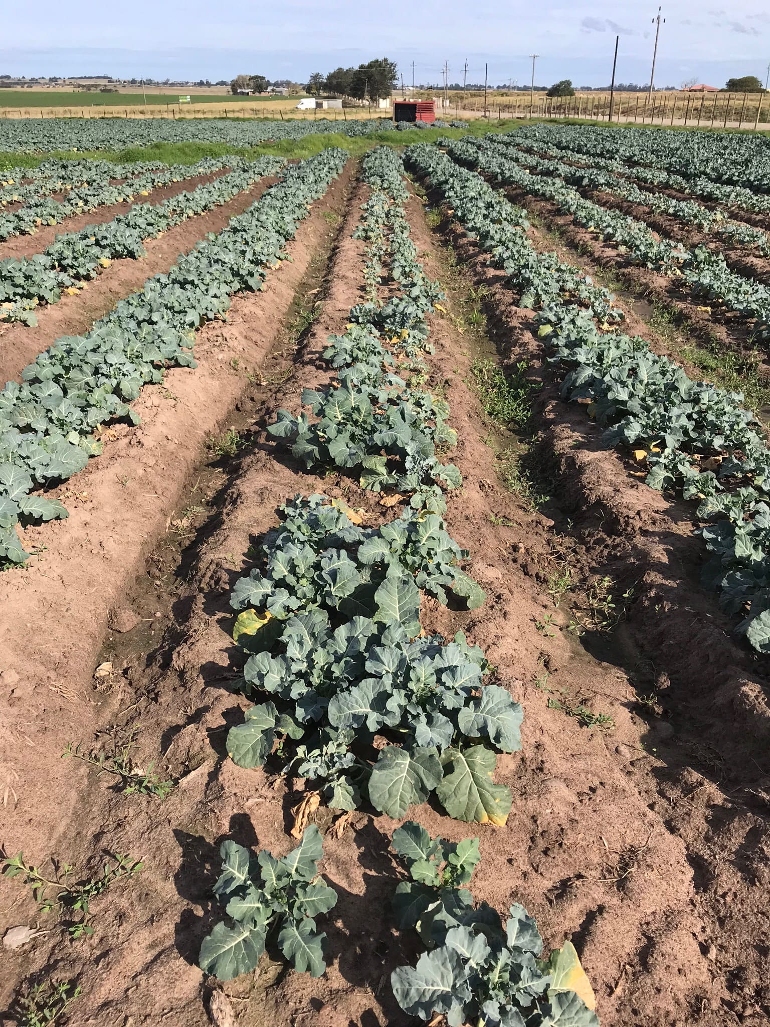 Diseases in brassica crops | Sakata