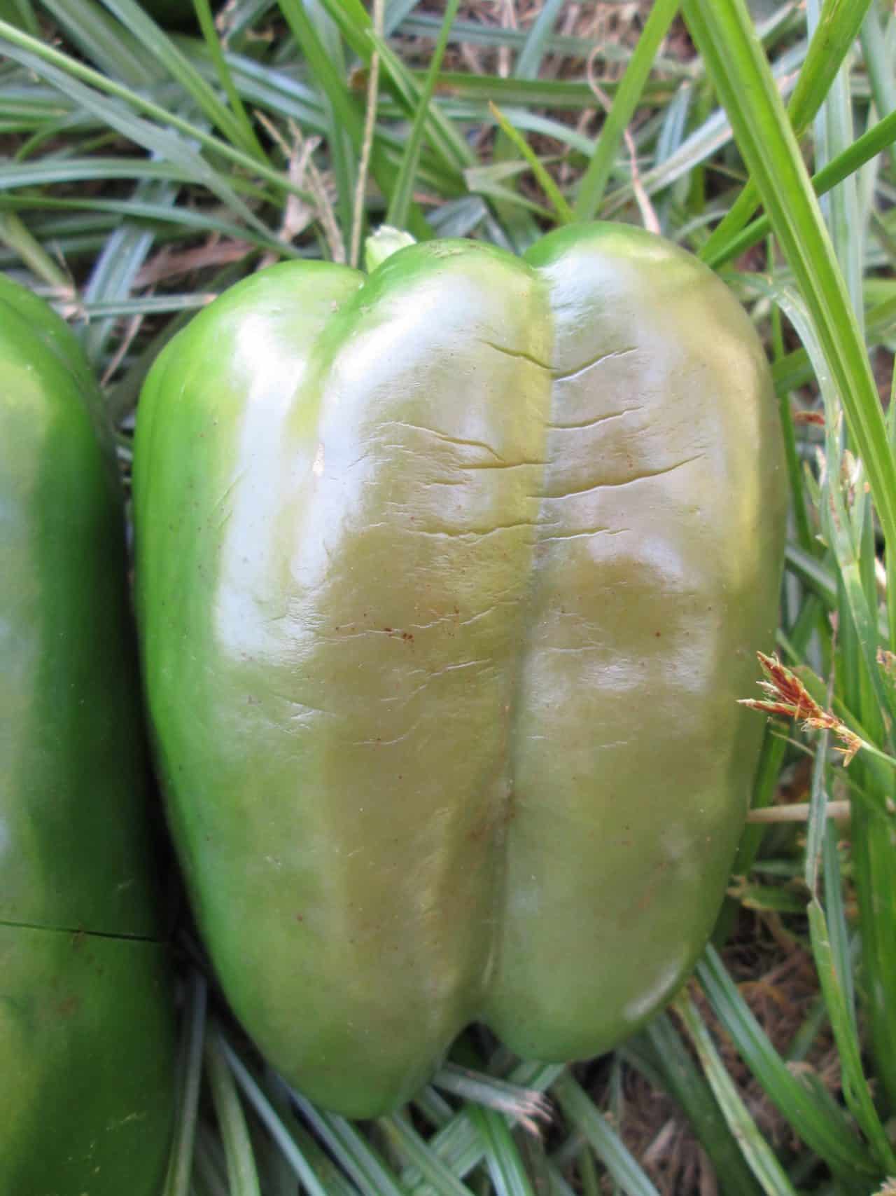 Sweet pepper sun burn | Sakata